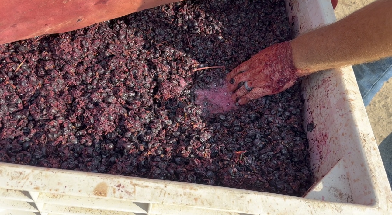The Art of Winemaking
